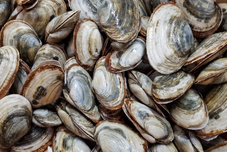 Maine Steamers – Tony's Seafood Online Ordering